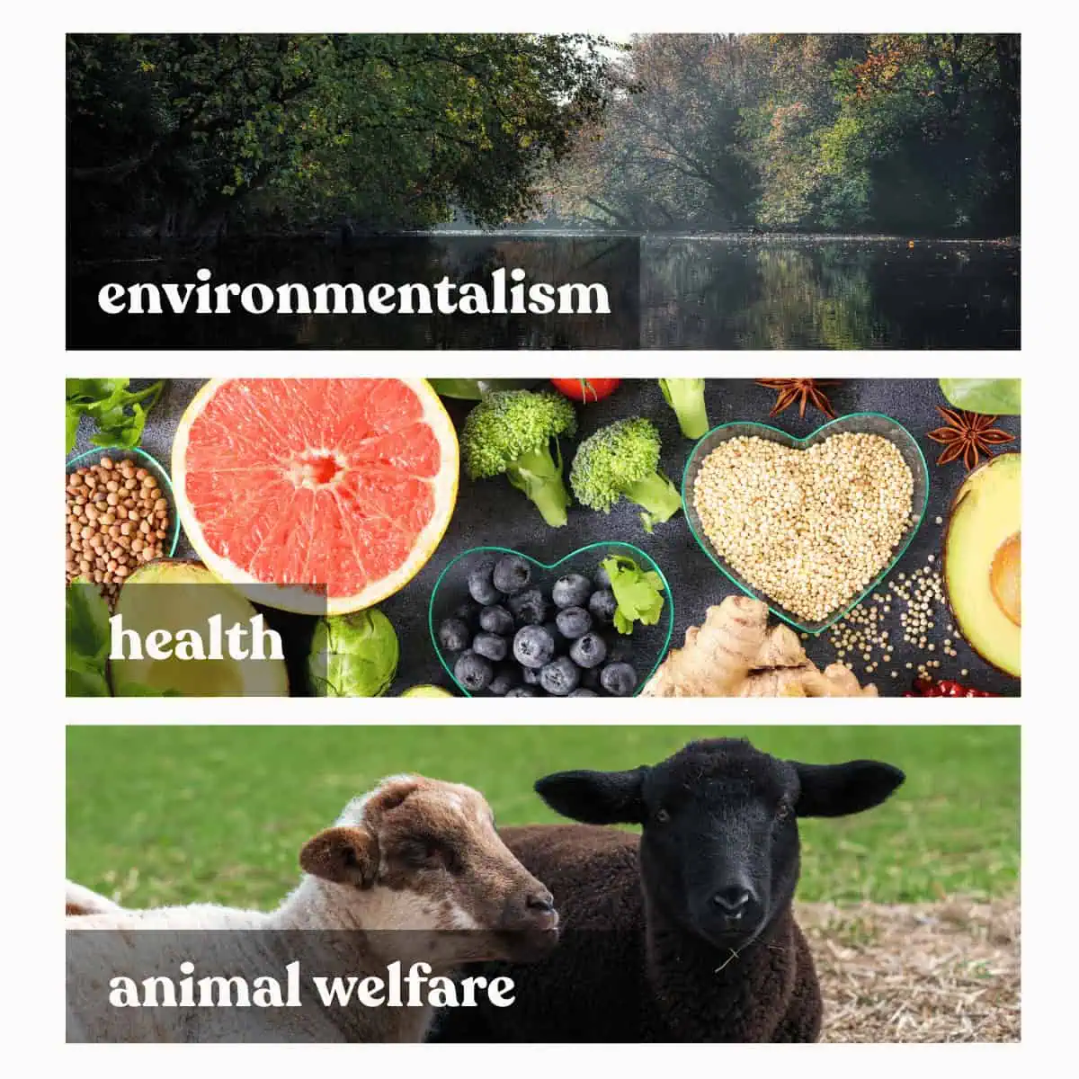 Vegan Ideas and Tips (Veganuary Edition) - Inspired Epicurean